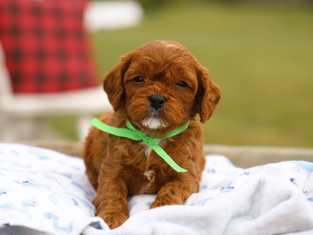Winner • Cavapoo Baby - WildWood Doodles - Pick the Poodle Cross Puppy for You